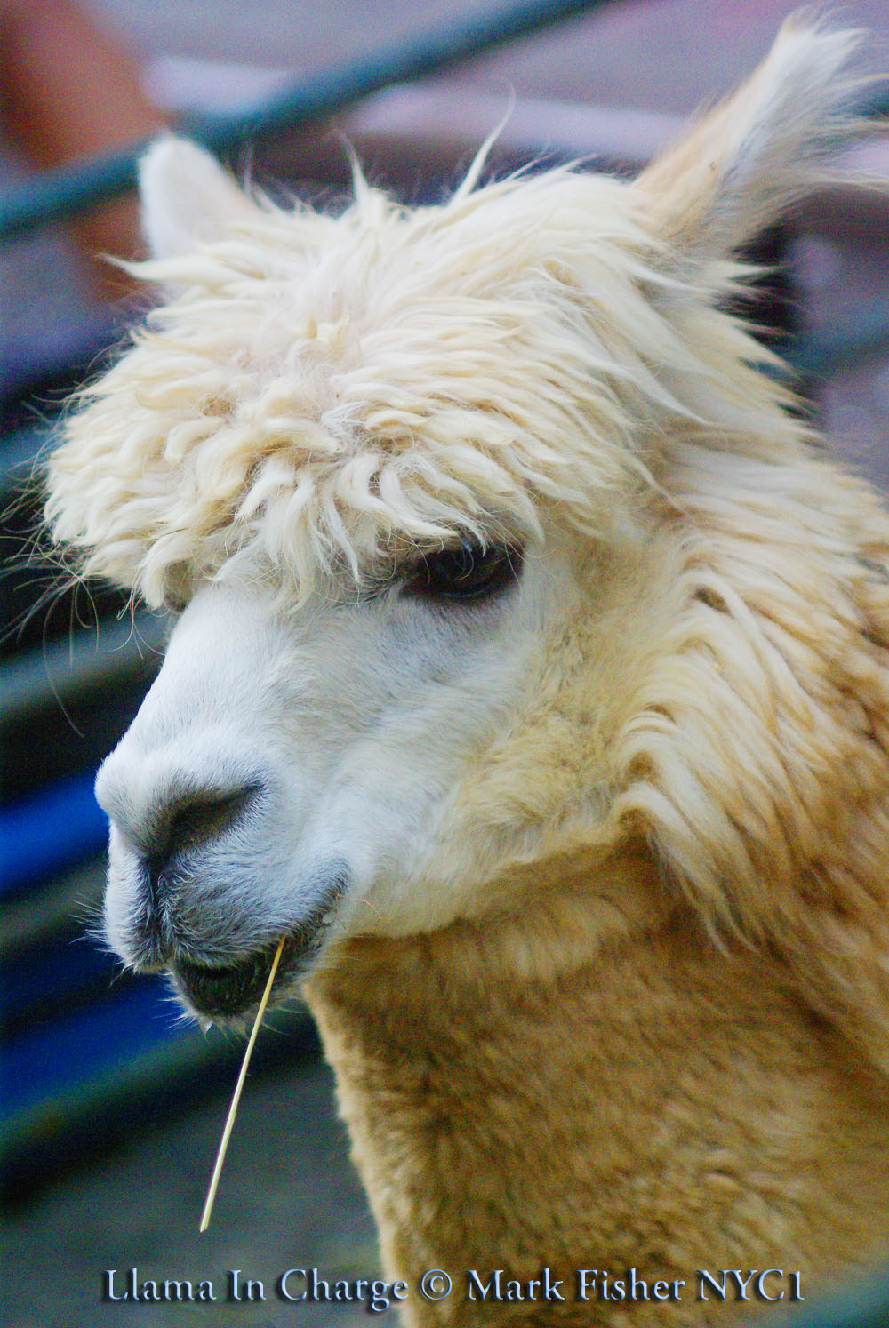 Mark Fisher American Photographer™: Llama In Charge • American ...