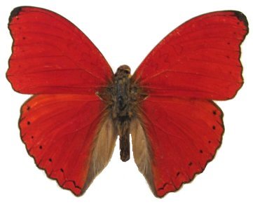 I Leggere Leggeri: LA FARFALLA ROSSA E IL SERPENTE A STRISCE NERE di ...