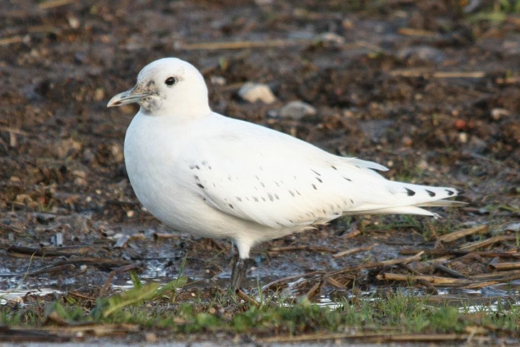 BOULTHAM MERE: IVORY GULL