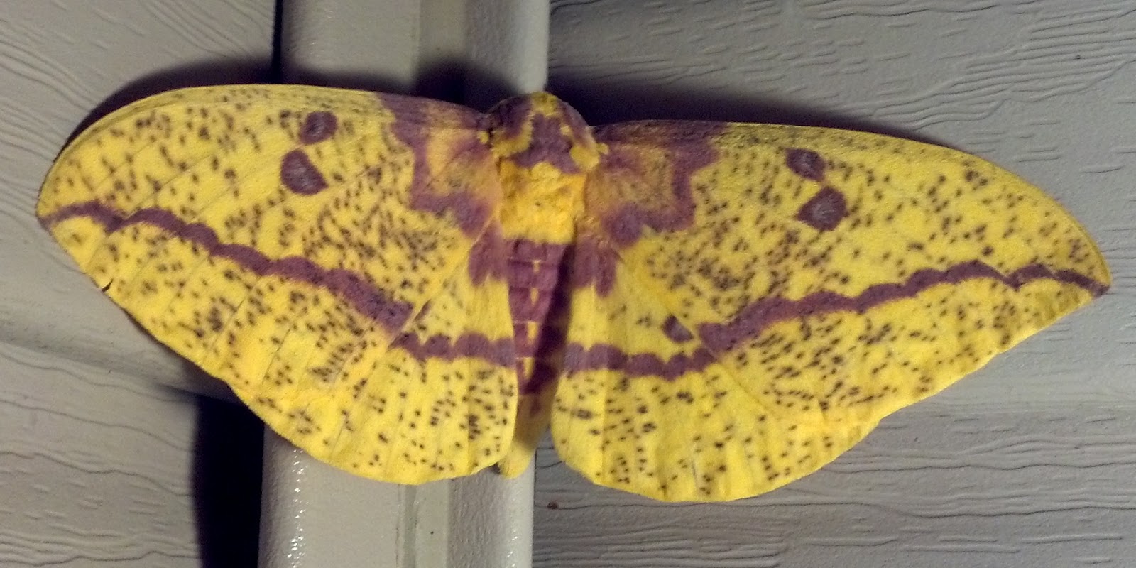 Imperial Moth Pine