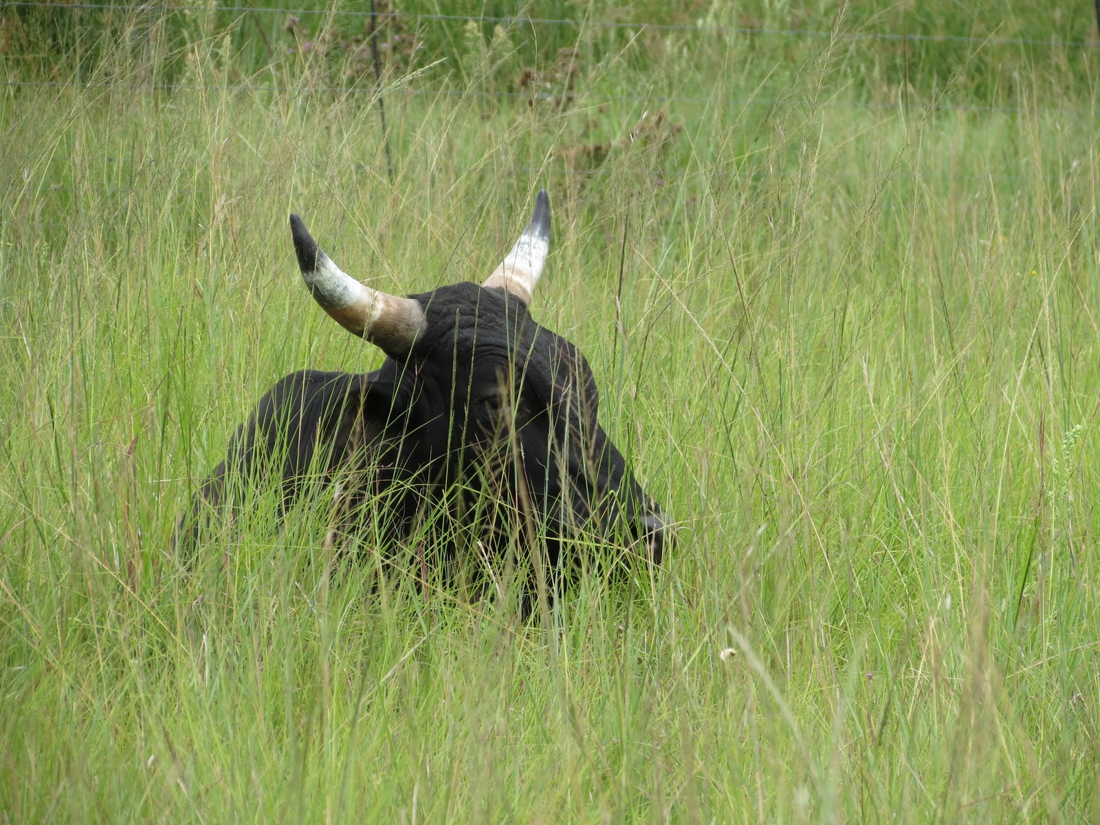drakensview: Bull heaven.