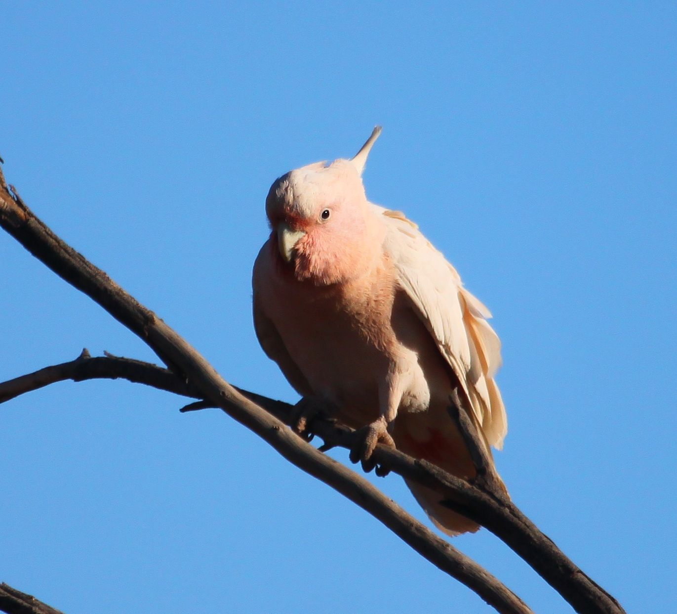 Richard Waring's Birds of Australia: Mulga Parrots, Major Mitchell ...