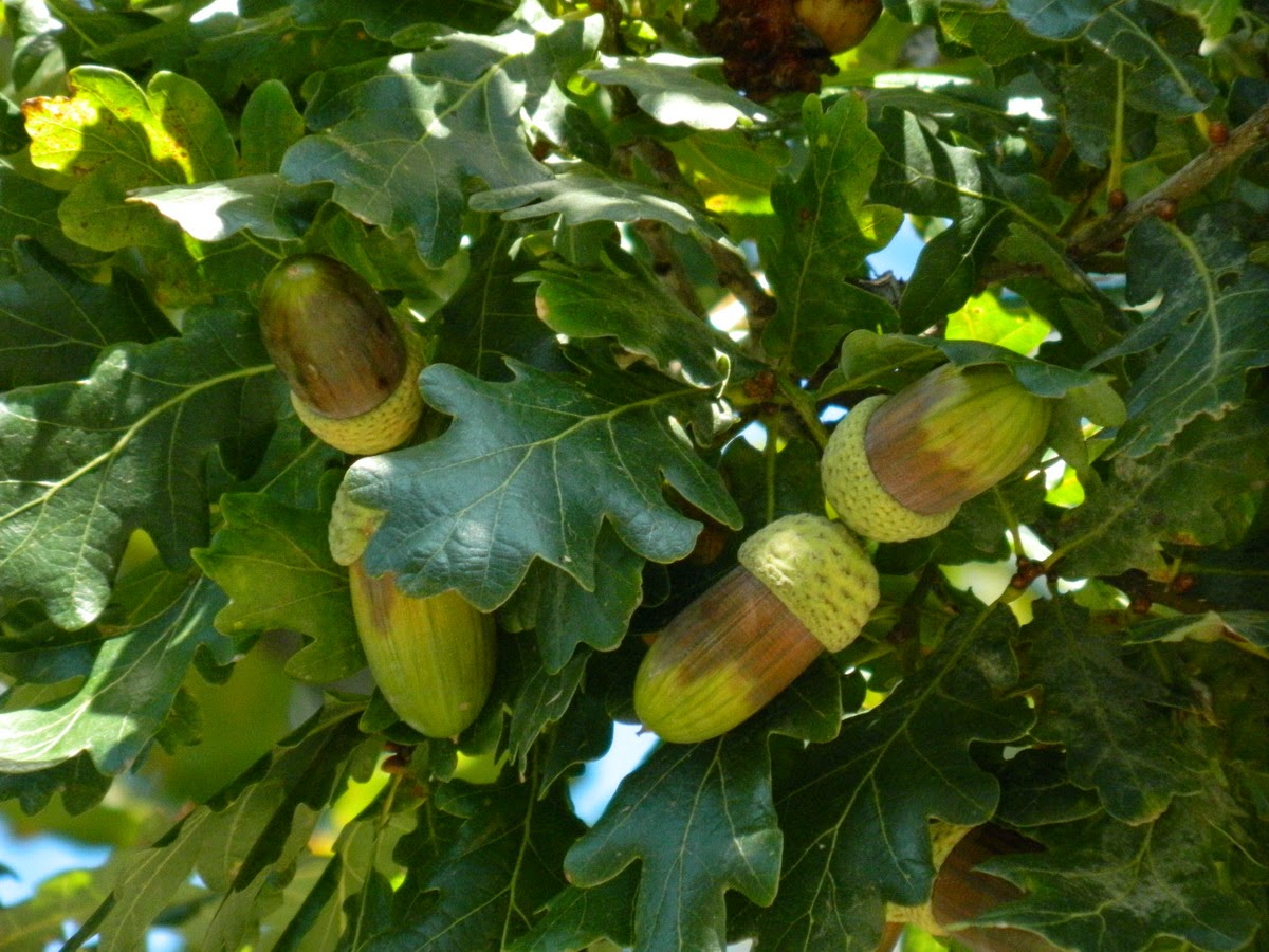 LA MULTI ANI, ROMANIA!: Mana si ghinda in stejar