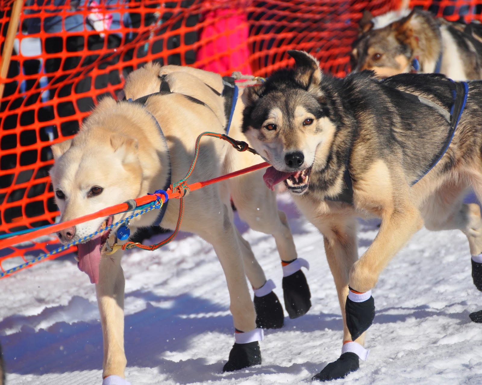 Heart Alaska: Iditarod Official Start