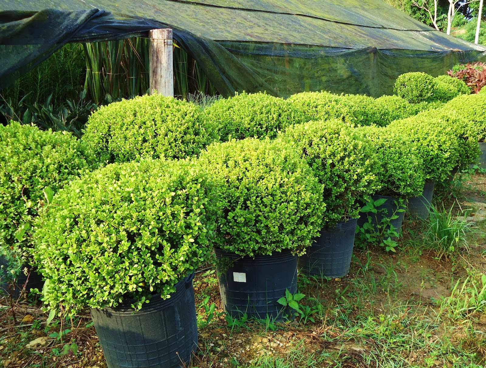 Trettel's Paisagismo: Buxinho