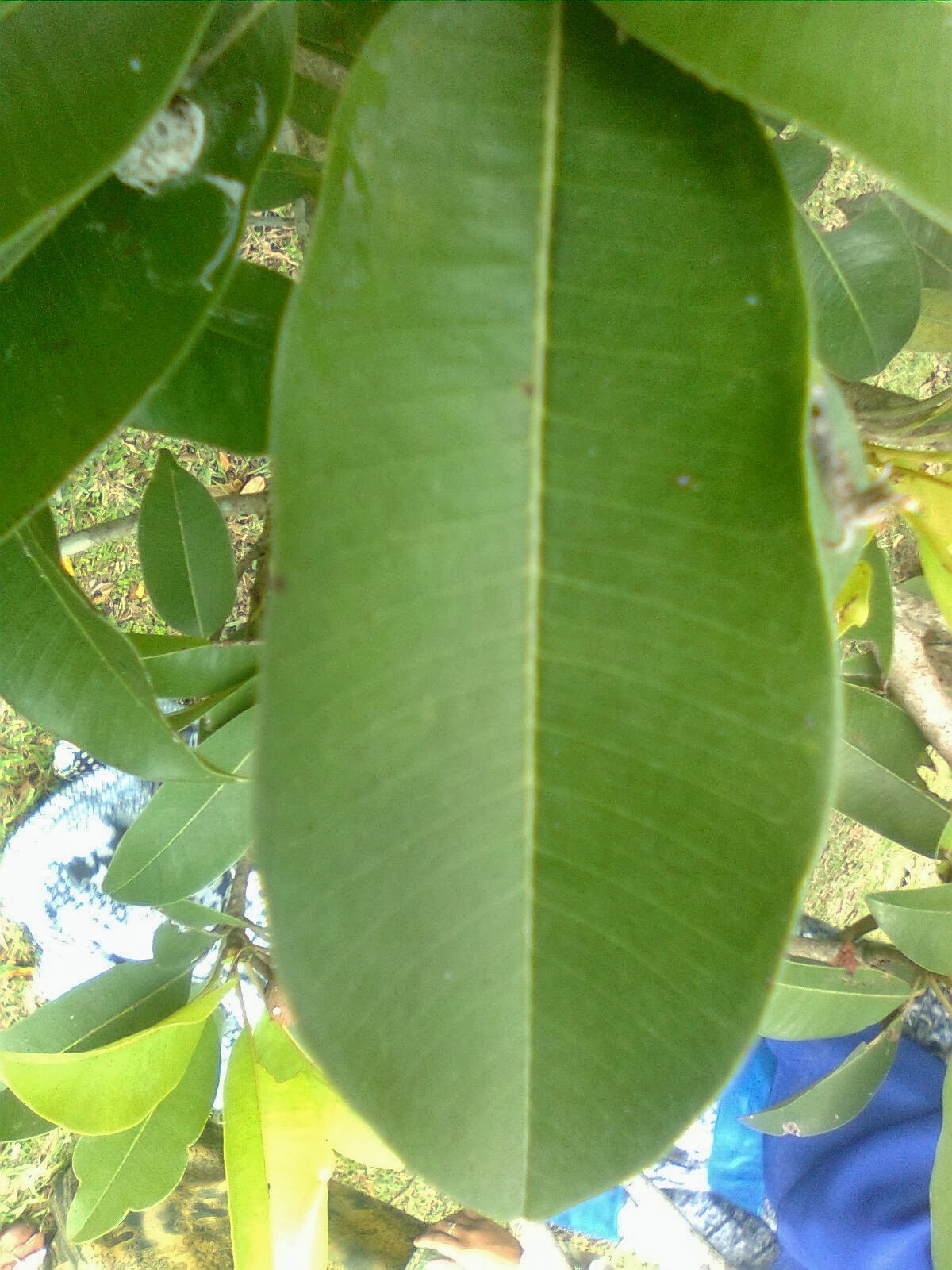 Dunia Tumbuhan: DAUN DI DATARAN RENDAH