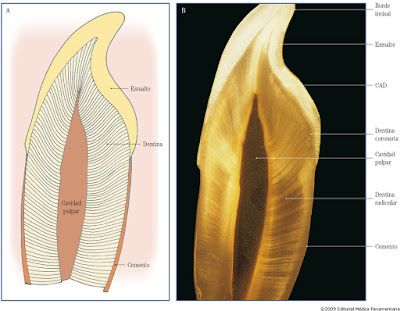 HISTOLOGIA DENTARIA