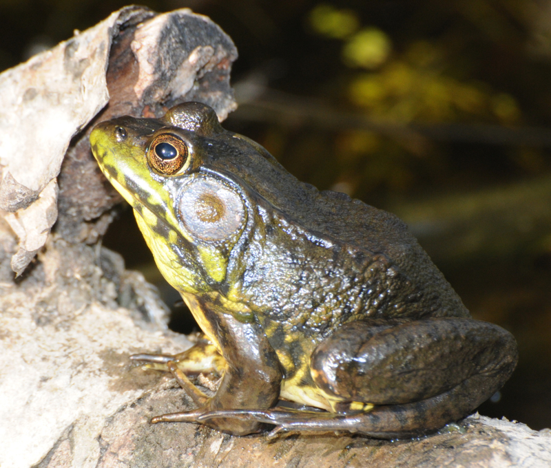 A Wandering Naturalist: Ontario: Return to Eagle Lake