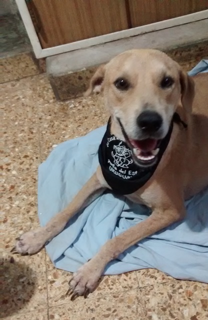 Adoptándonos: Simón, adorable perro rubio de tamaño mediano en adopción ...