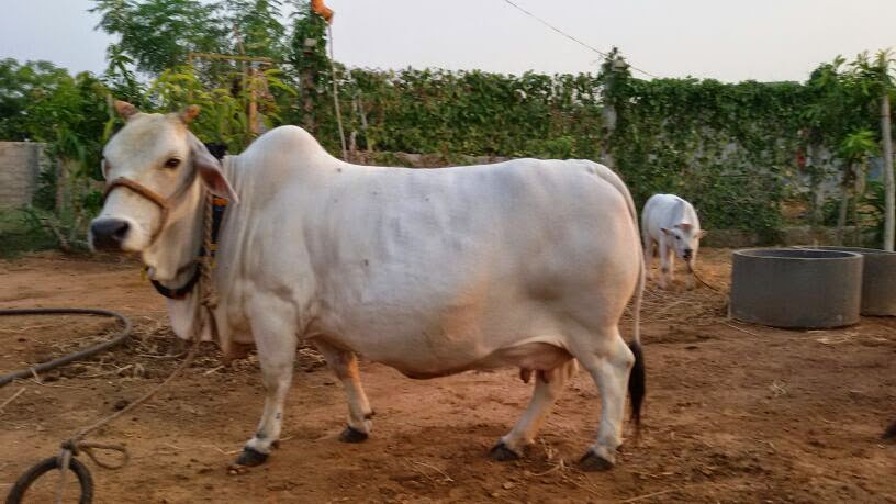 Punganur cattle: Punganur cow