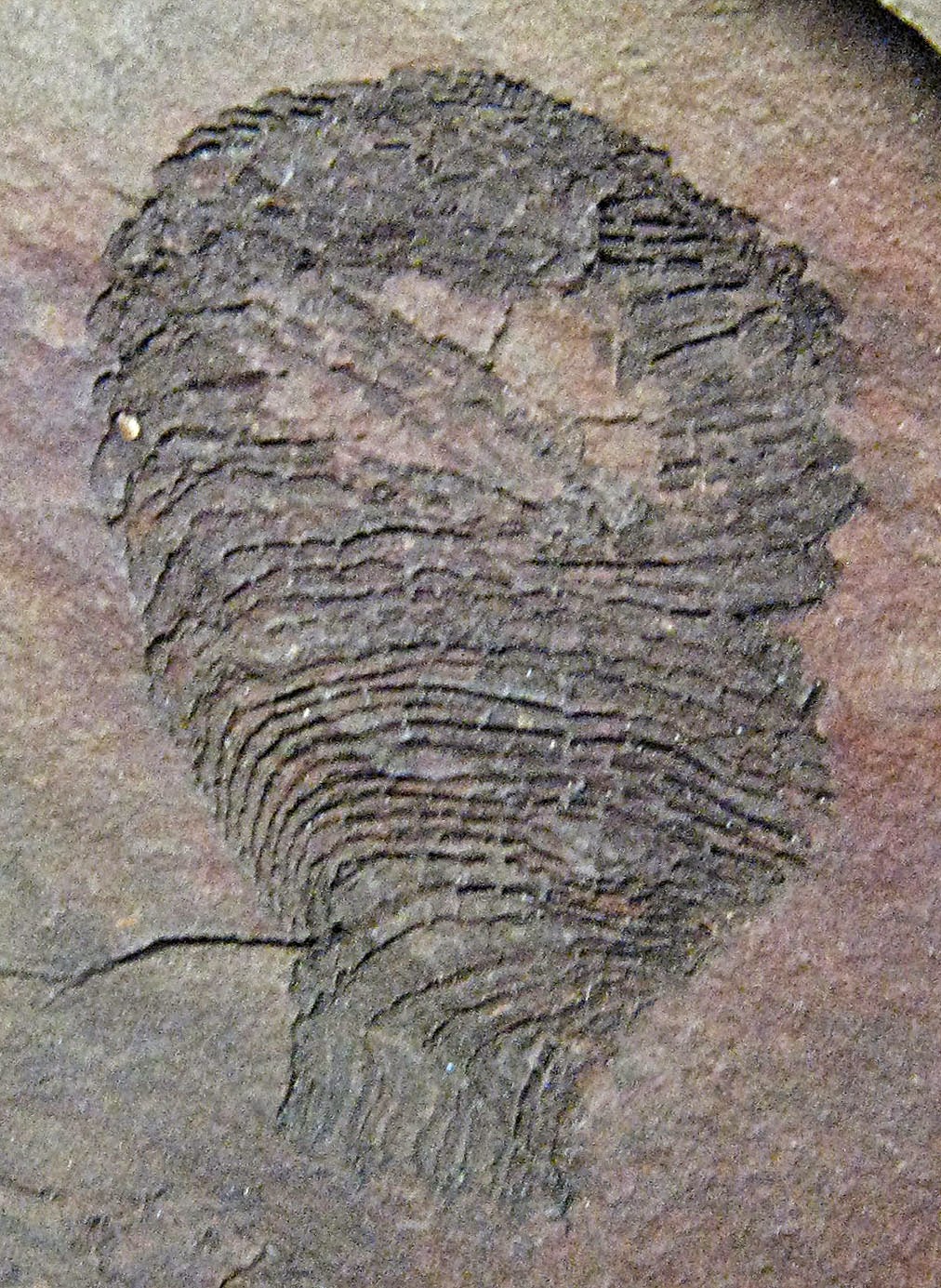 PALEO & GEO TOPICS: Comments by R. L. Squires: Helicoplacus, an Early ...