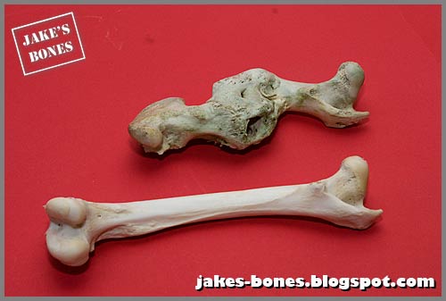Strange bones #10: the zigzag bone : Jake's Bones