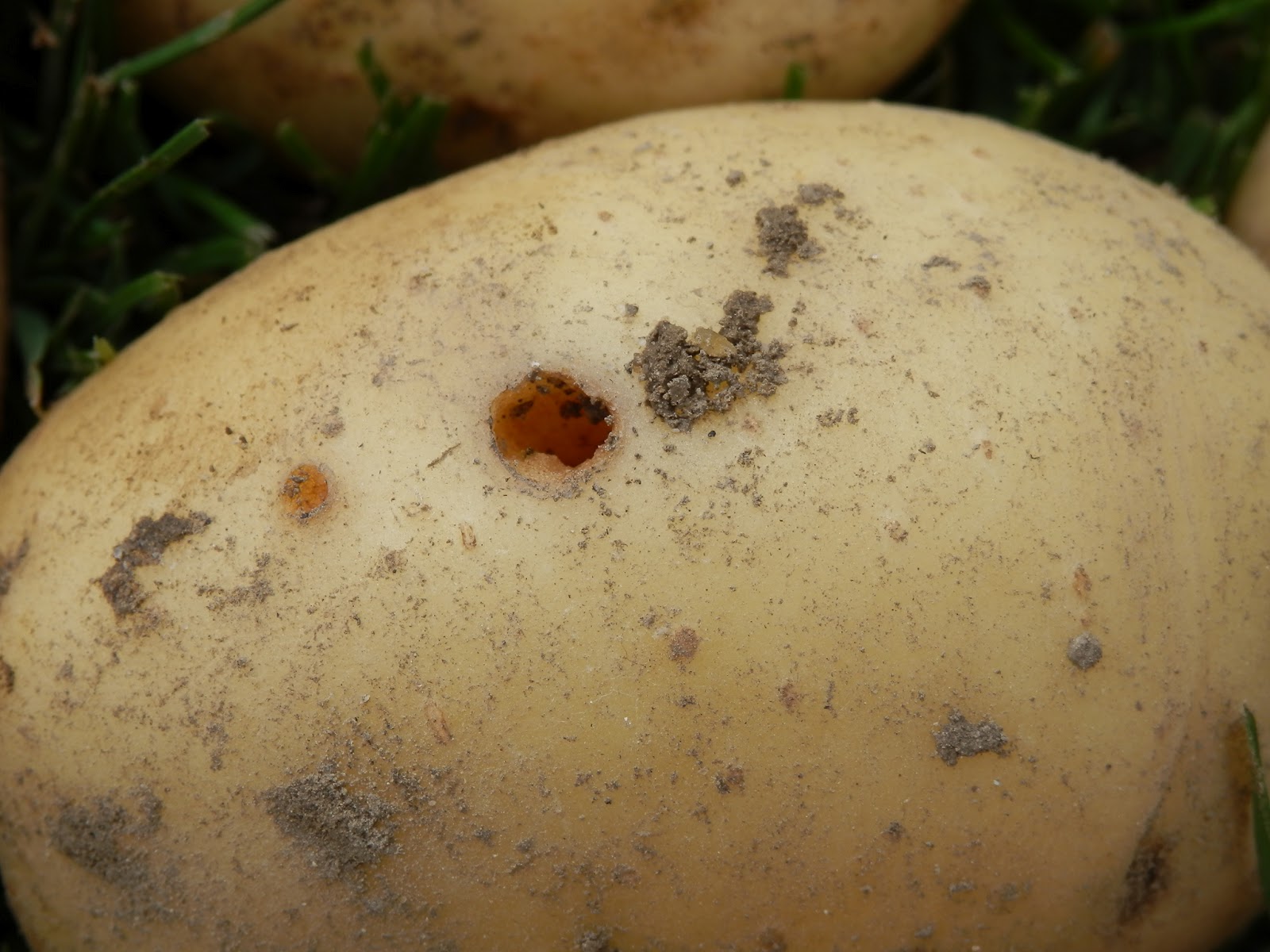 Plot 7 Marsh Lane - Our Hungerford Allotment Blog: Potato (and slug) time