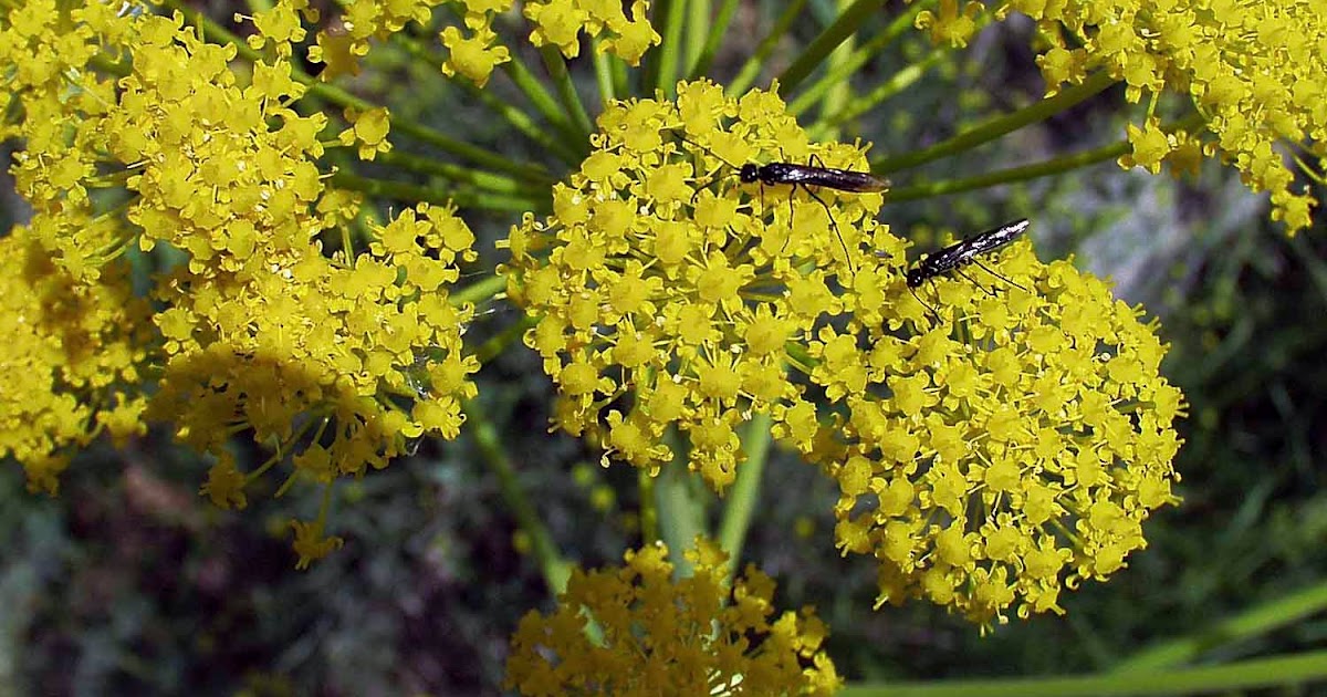 Las flores silvestres de Hormaza: Thapsia villosa