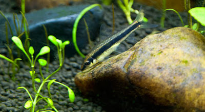 3 Awesome Types of Algae Eaters Fish in Aquarium - Freshwater Fish Species