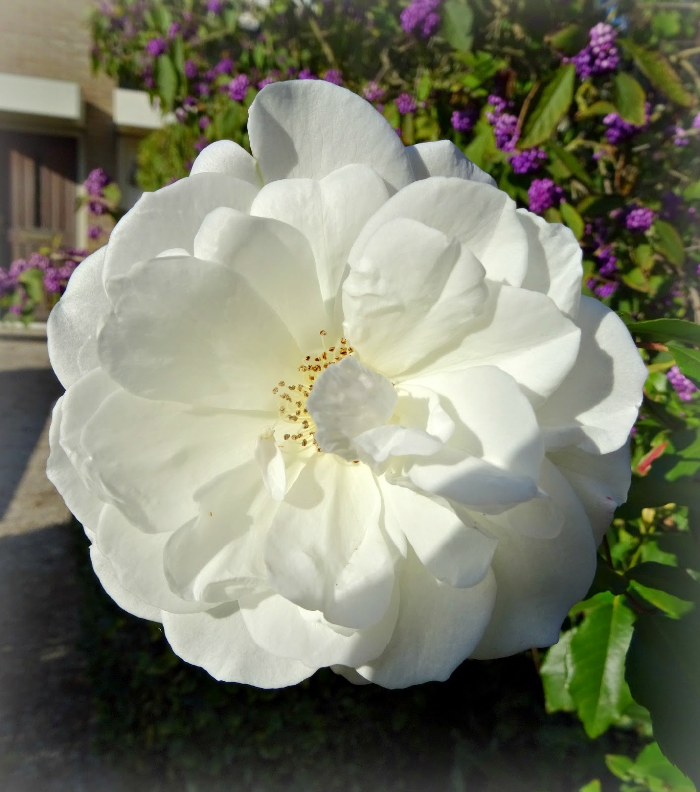 Een roos is een roos is een roos