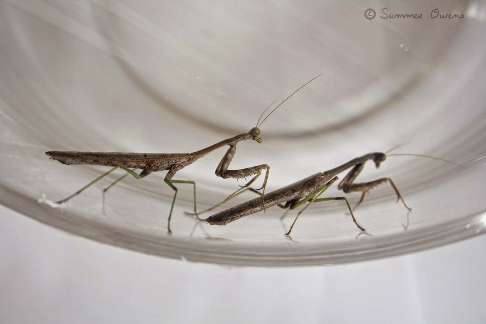 The Praying Mantis - homeschool study for children | Summer Owens