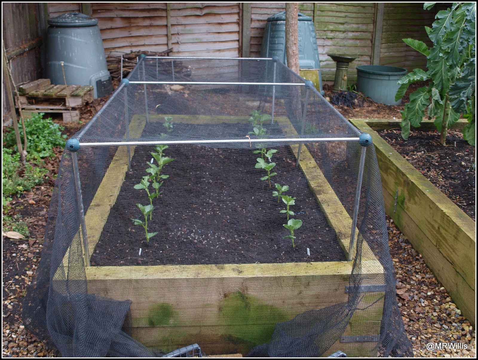 Mark's Veg Plot: They survived - again!