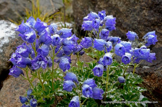 Trekking and Photography in the Himalaya: Ladakh Flora I