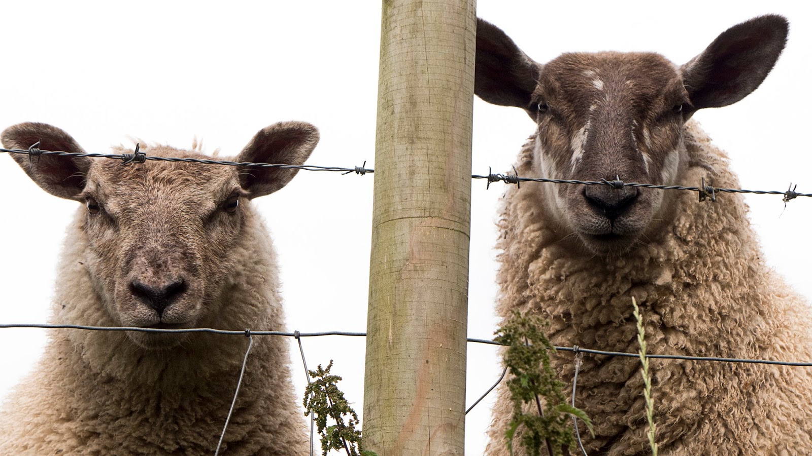 A Backpacker's Life: Day One on Wicklow Way