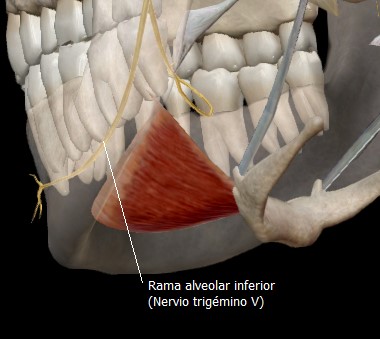 Músculos laríngeos | Segunda parte
