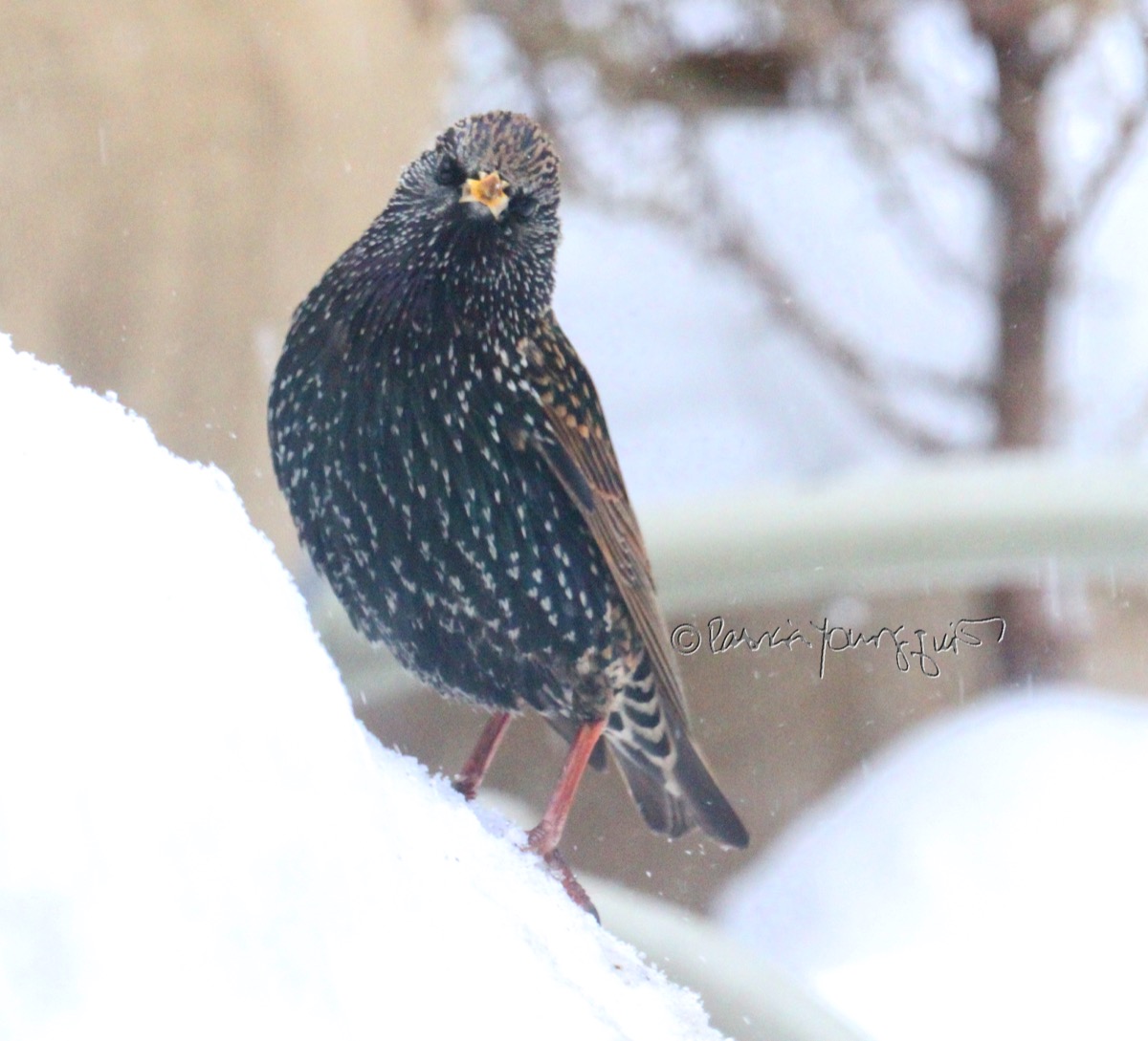 The Last Leaf Gardener: Throwback Thursday: Mr. Eugene Schieffelin (He ...