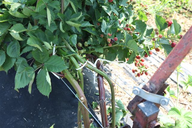 Team Rubus: Rotating Cross Arm Trellis August update