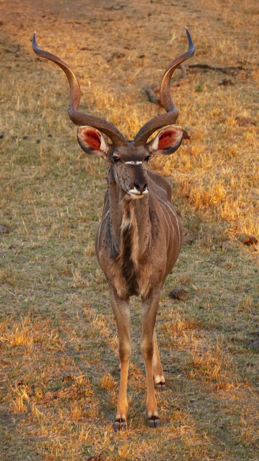 jennybphotolife: Kudu and Nyala at Sunset.