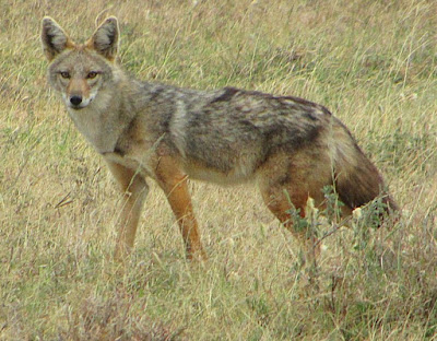 Species New to Science: [Mammalogy • 2015] Genome-wide Evidence Reveals ...