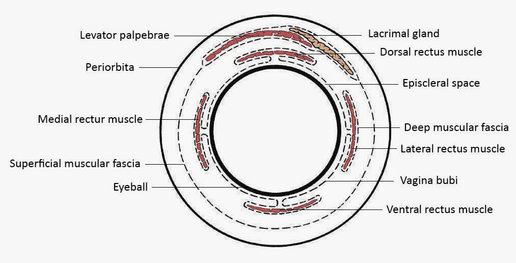 Eye Opener: Anatomy - Ocular Adnexa