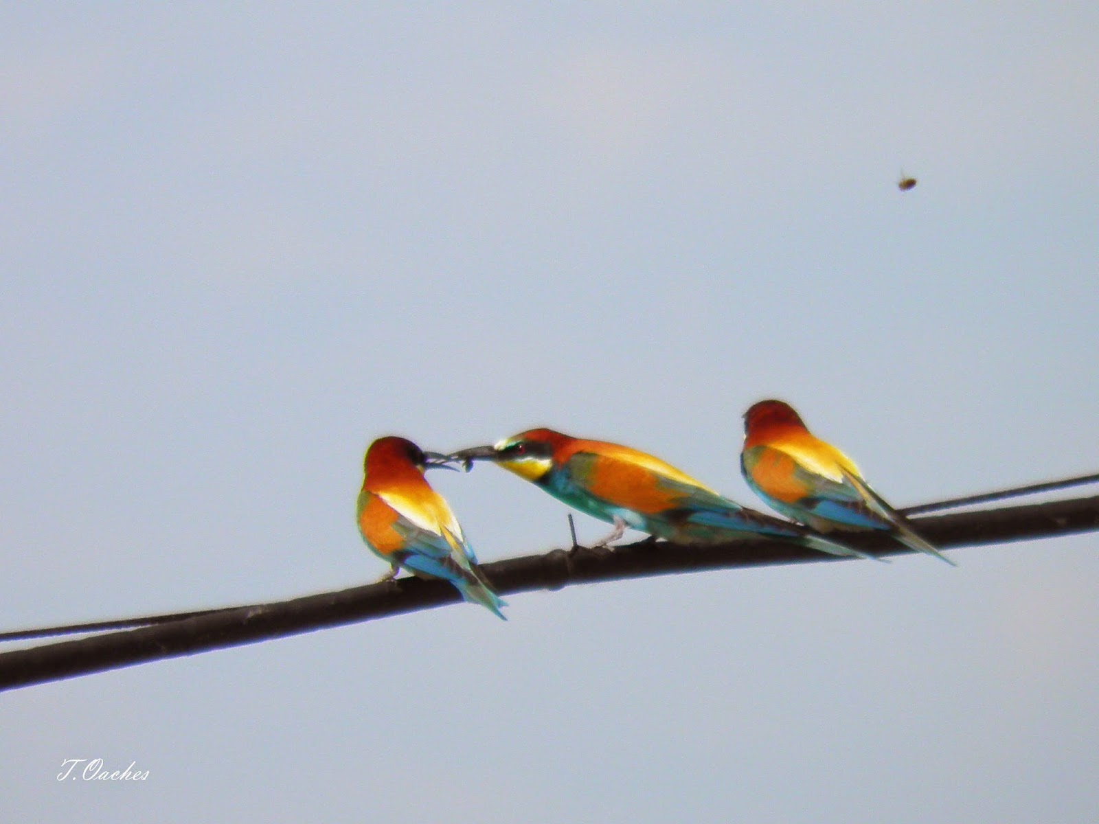PASARI DIN ROMANIA: PRIGORIE, Merops apiaster