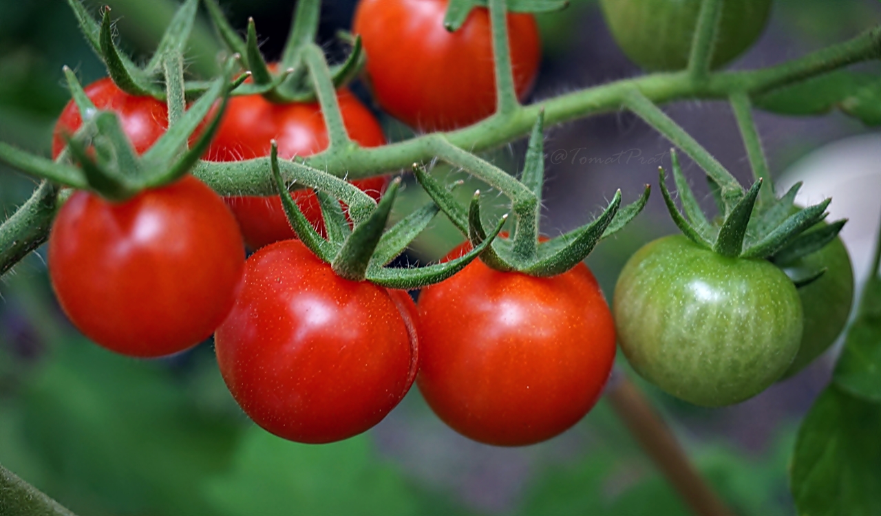 Helenes Tomater: Rosii Marunte