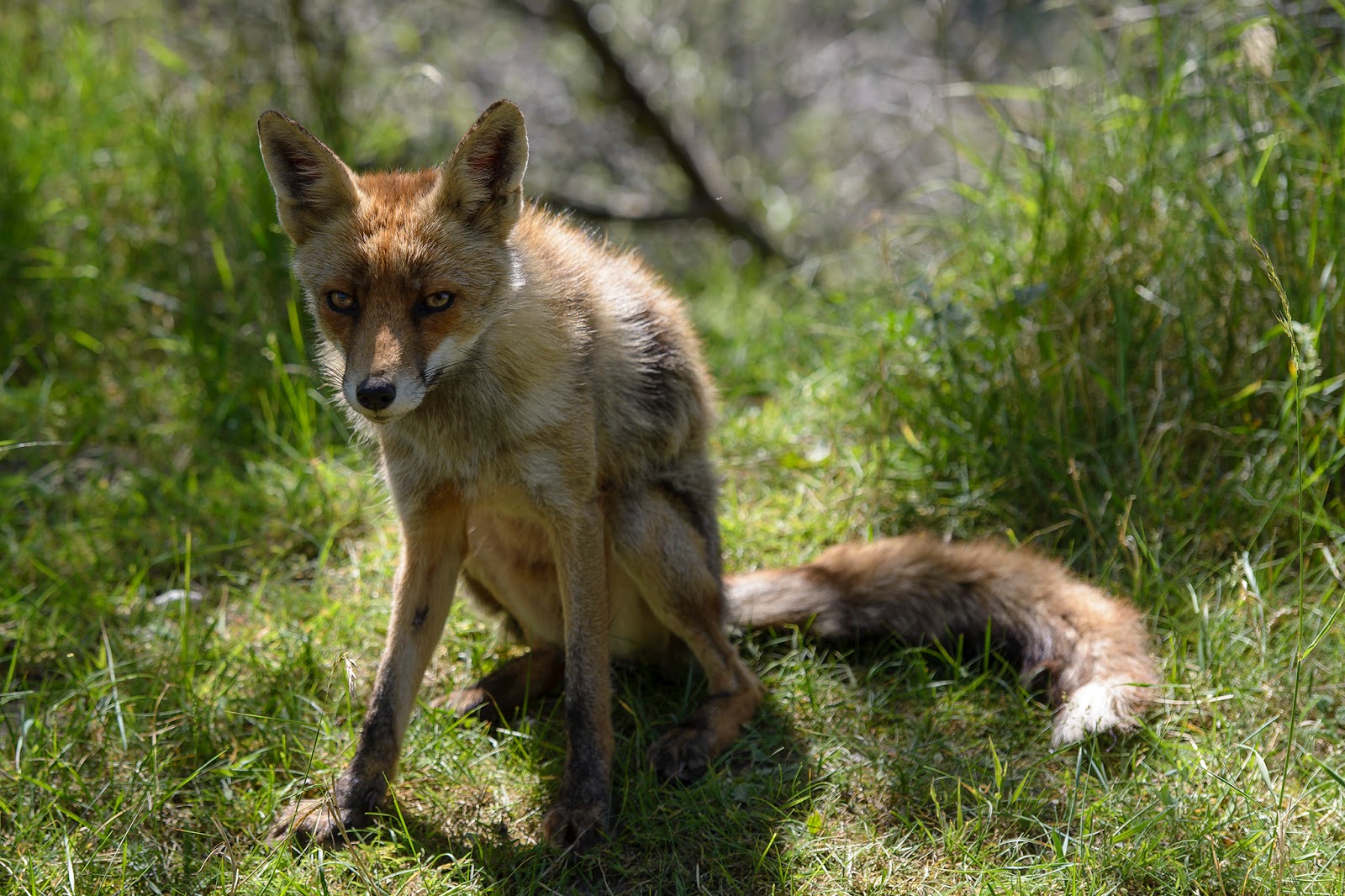 Robert van Brug Fotografie: Vossen in de AWD