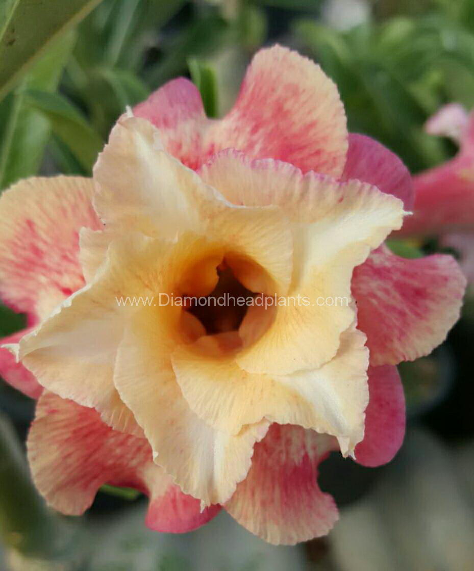 Adenium: New Adenium Catalog 2018-2019