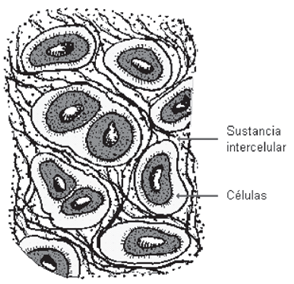 Ciencias Naturales: 7B