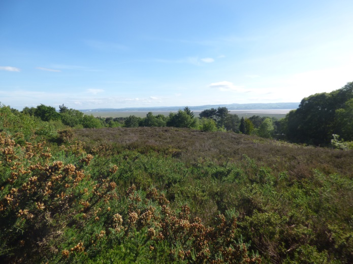 Wirral Wildlife Blog: Heswall Dales