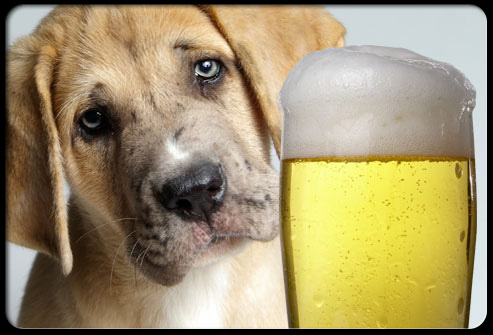 CANINE VISIONS COOKING FOR DOGS