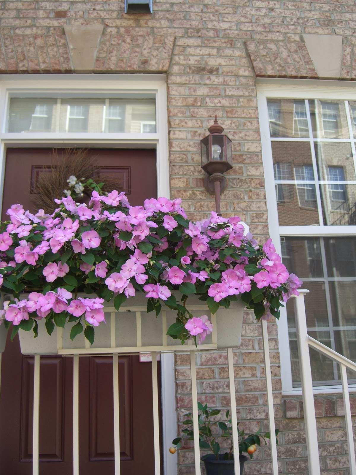 RW PAISAGISMO: FORRAÇÃO: BEIJINHO HÍBRIDO / MARIA SEM-VERGONHA