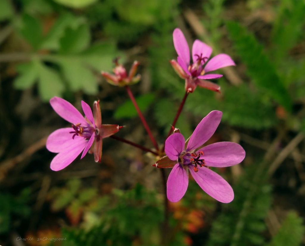 Chwile zaChwycone: Iglica pospolita