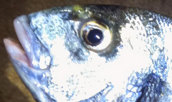 Pesca Surfcasting Spinning: Sentidos de los peces y su aplicación en la ...