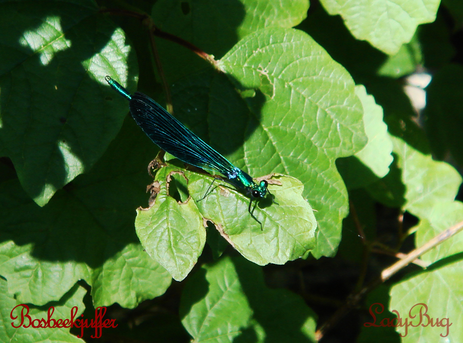 LadyBug: Top 5 mooiste insecten