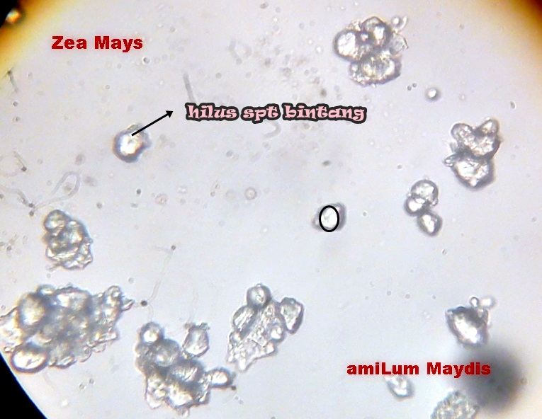 Praktikum Farmakognosi: Gambar