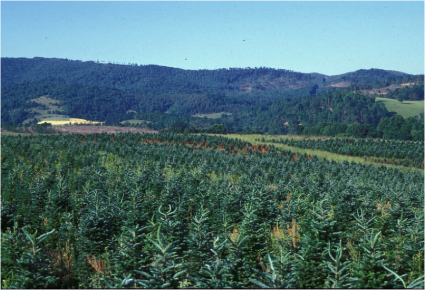NCSU PDIC: Phytophthora Root Rot on Fraser Fir