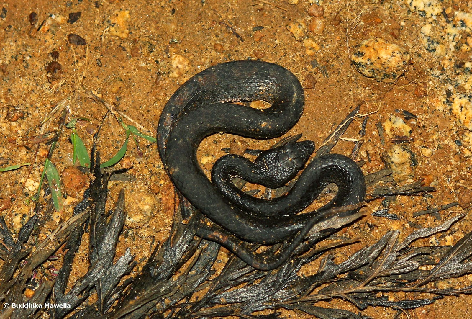 Lanka Nature Summary: Merrem's Hump-nosed pit viper (Hypnale hypnale)