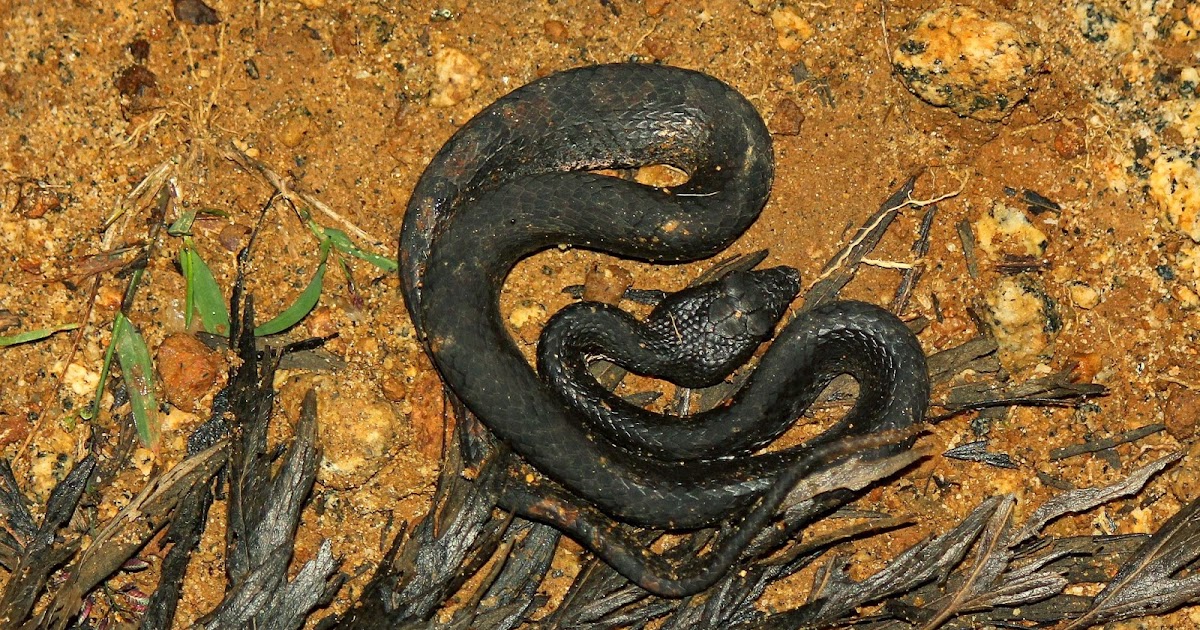 Lanka Nature Summary: Merrem's Hump-nosed pit viper (Hypnale hypnale)