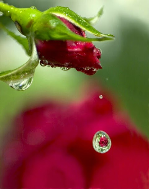 Memorias 24: ¿Por qué llora la rosa?