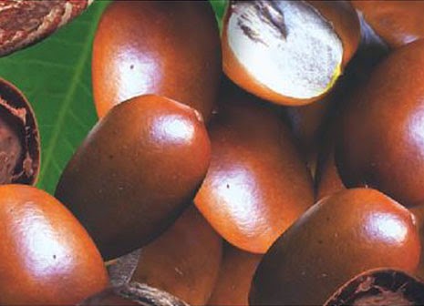 Cotton Shea nuts & butter Export: Knowing the shea nut