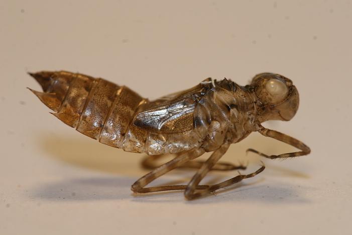 Natural Musings: Identifying Dragonfly Skins?