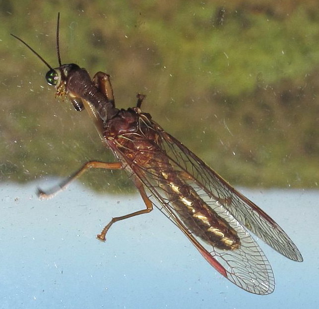 Esperance Fauna: Mantid Lacewing – Mantispidae sp.