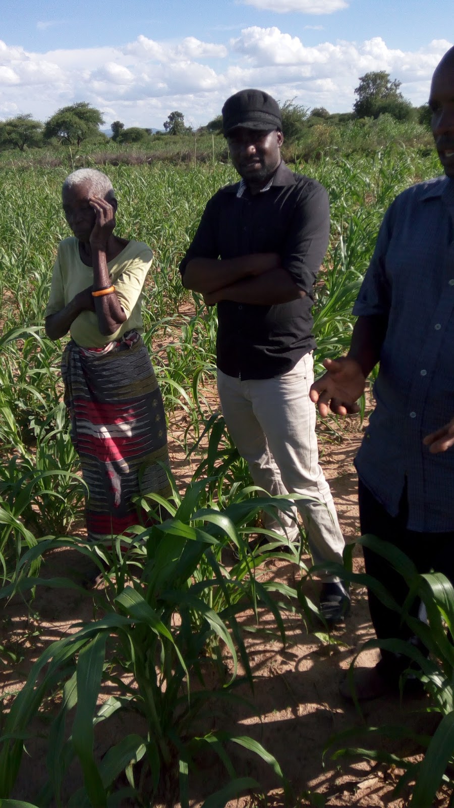 Rwambogo.com (Kilimo Hifadhi Ukerewe)